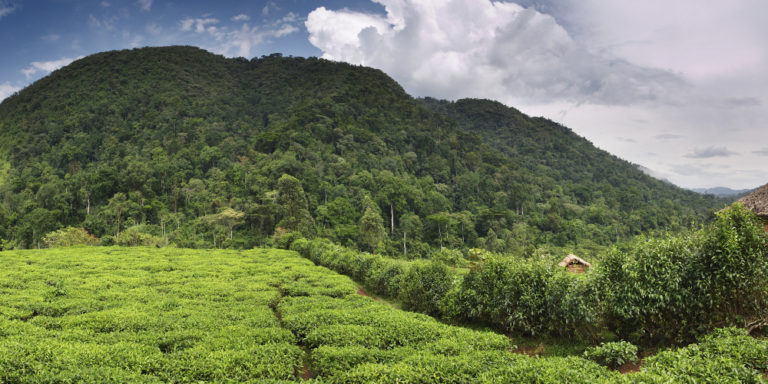 Updates on our Community and the Worldwide State of Tea – The Tea Smith ...